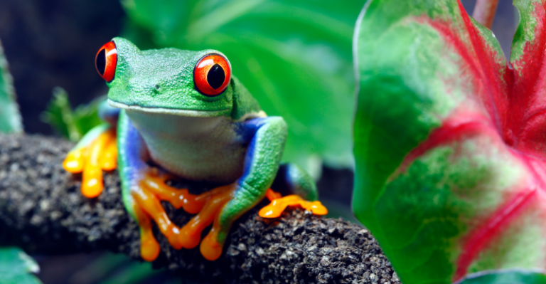 12 Ribbiting Songs about Frogs